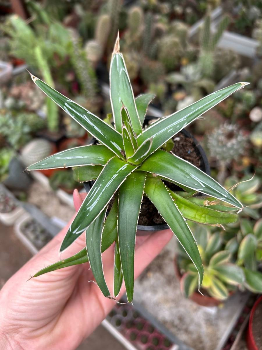 Agave victoriae-reginae | Succulents \ Agave | Kaktusy, sukulenty i ...