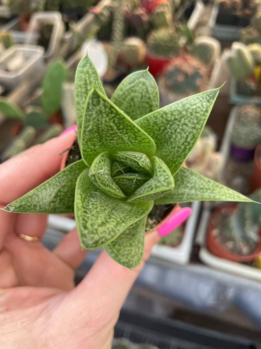 GASTERIA 'SIGMA' | Succulents \ Gasteria | Kaktusy, sukulenty i inne ...