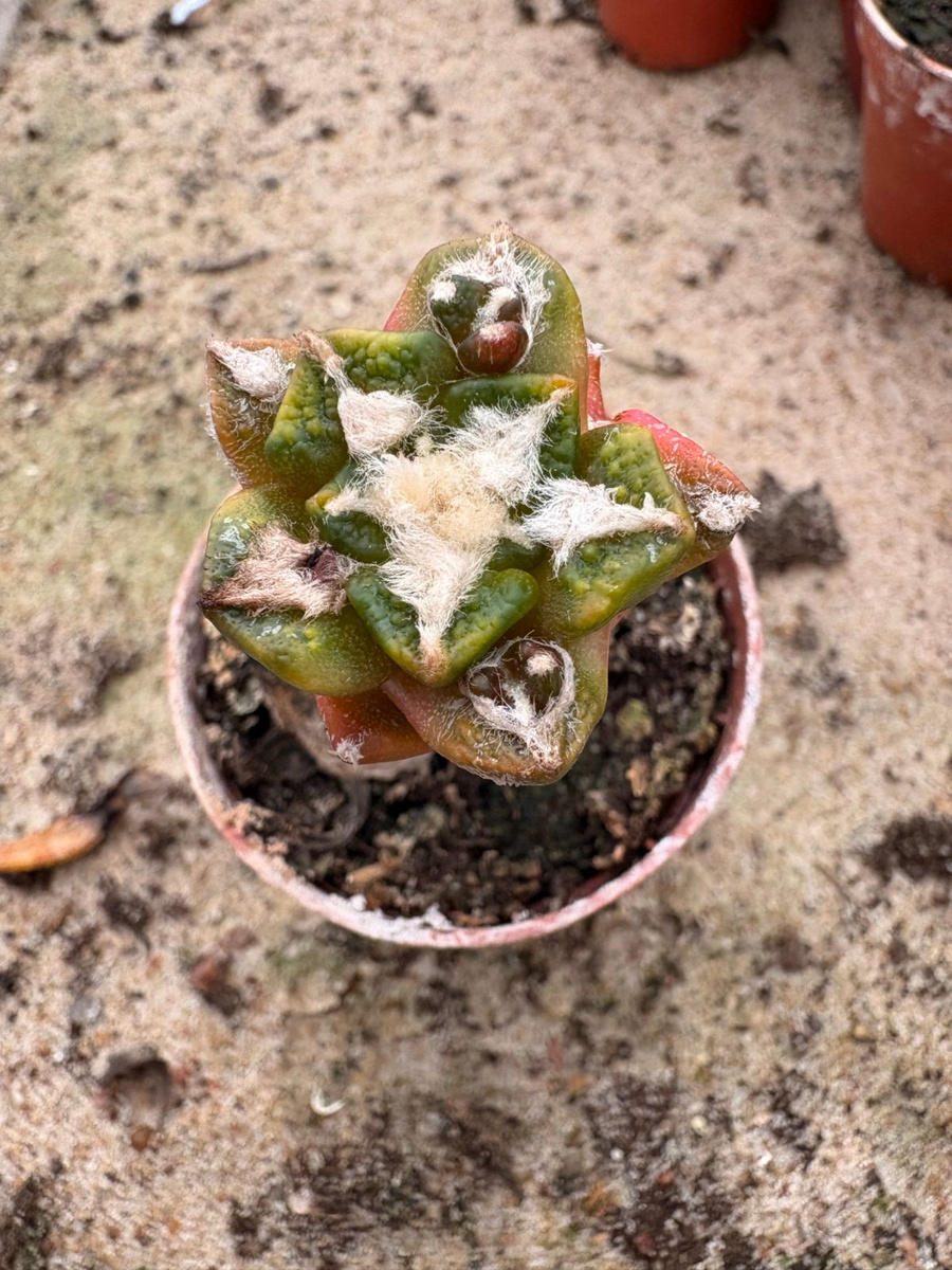 Ariocarpus kotshopubeyanus 'Variegata' | Cactuses \ Ariocarpus ...