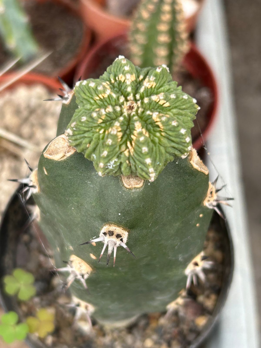 Aztekium ritterii | Cactuses \ Aztekium | Kaktusy, sukulenty i inne ...