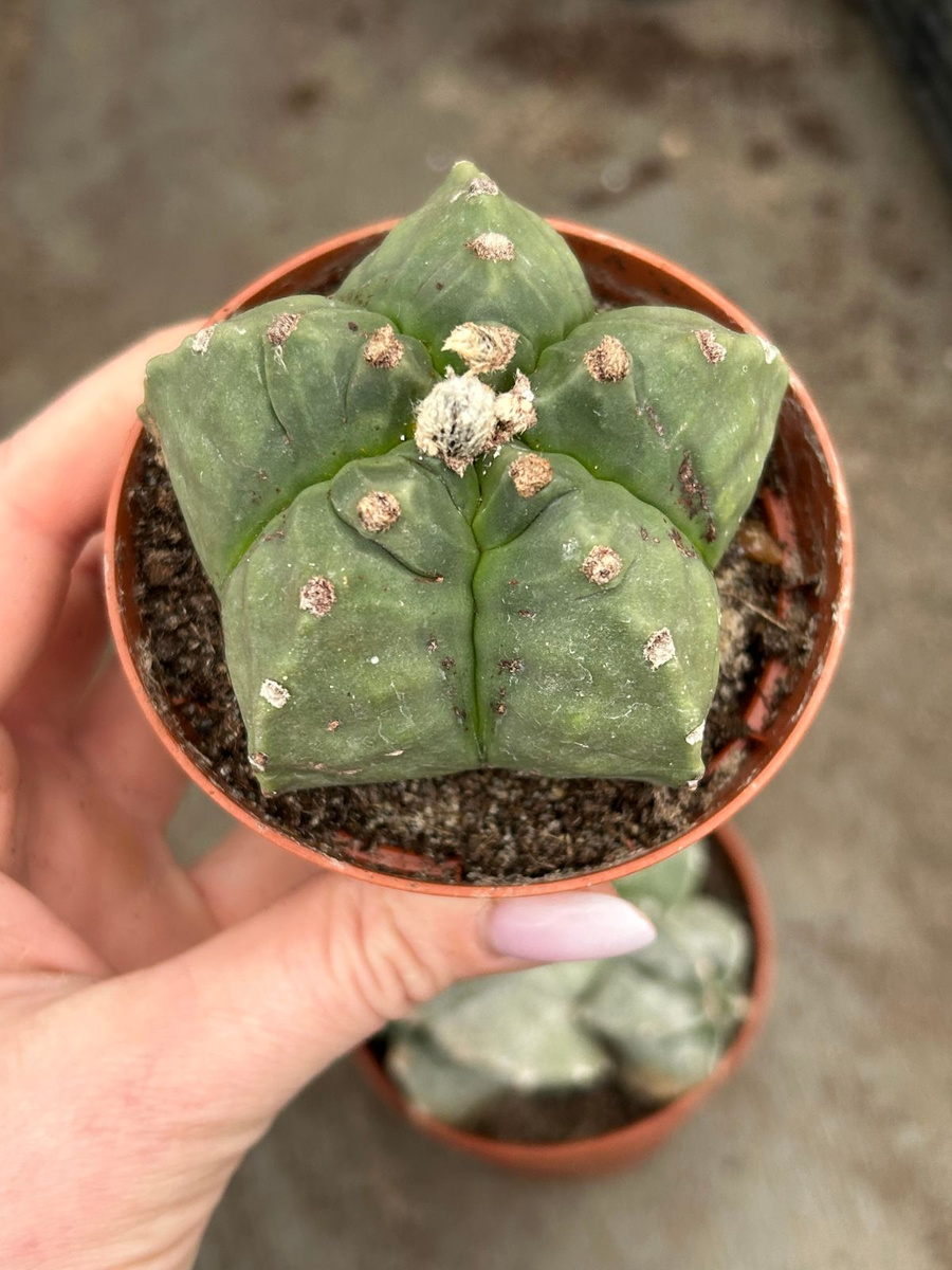 Astrophytum myriostigma 'Kikko Nuda' | Mutants \ Astrophytum | Kaktusy ...