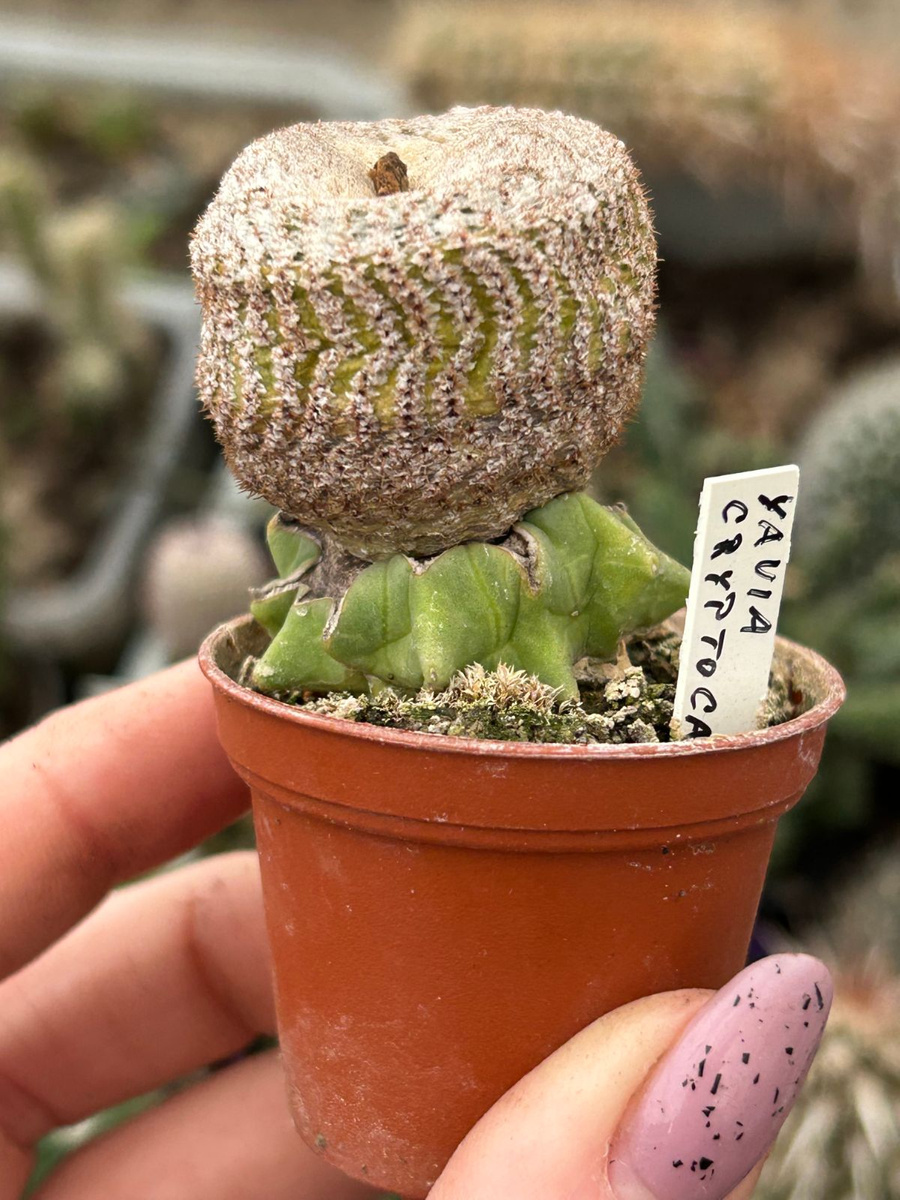 Yavia cryptocarpa | Cactuses \ Yavia | Kaktusy, sukulenty i inne ...