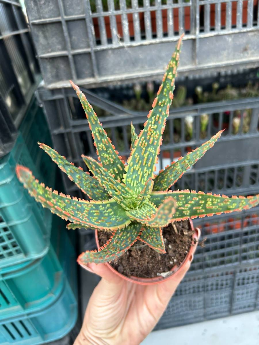 Aloe rauhii 'Pink Blush' | Sukulenty \ Aloe | Kaktusy, sukulenty i inne ...