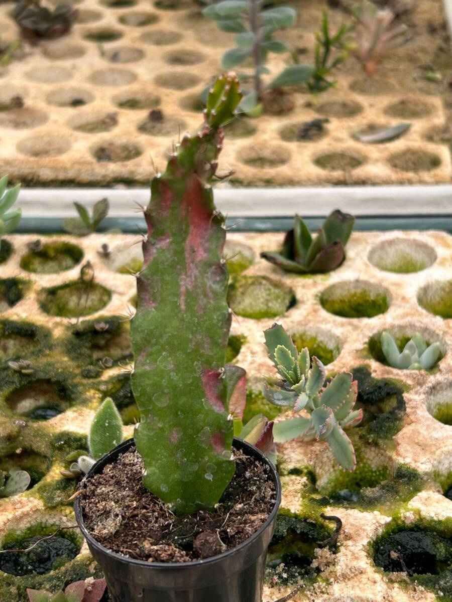 Chimera Hylocalicium 'Variegata' | Mutanty \ Chimera | Kaktusy ...