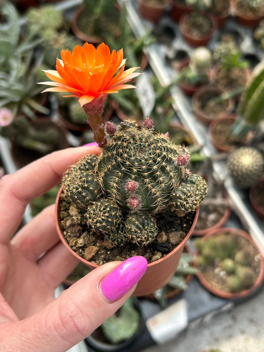 Lobivia arachnacantha | Cactuses \ Lobivia Maxi blooming | Kaktusy ...