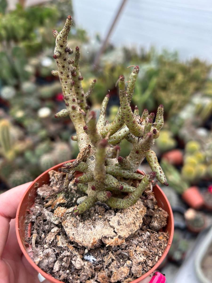 Tylecodon buchholzi | Succulents \ Tylecodon | Kaktusy, sukulenty i ...