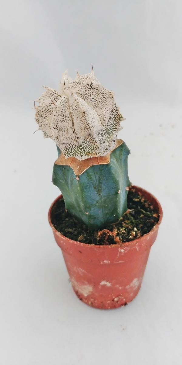 Astrophytum myriostigma 'Hubicki' | Mutants \ Astrophytum | Kaktusy ...