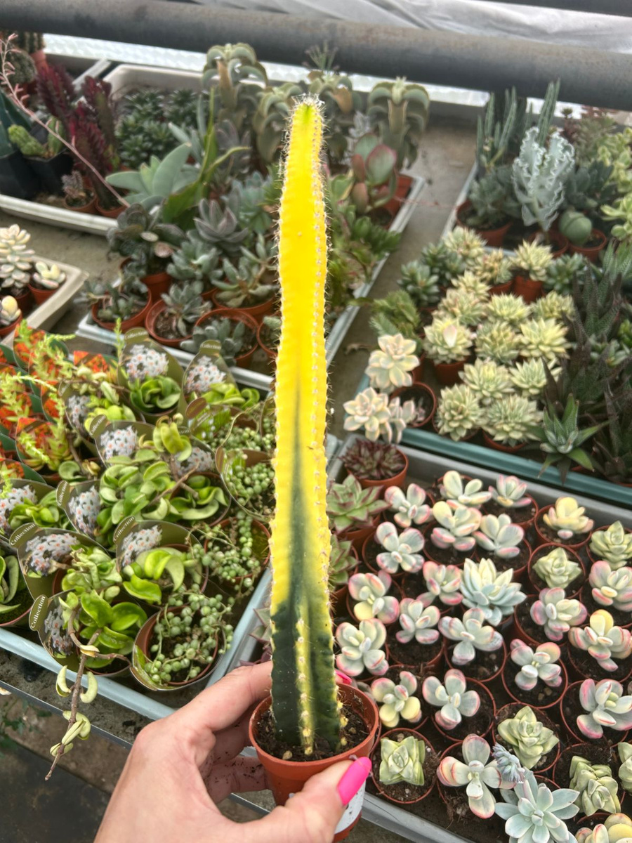 Cereus peruvianus 'Variegata' | Cactuses \ Cereus | Kaktusy, sukulenty ...