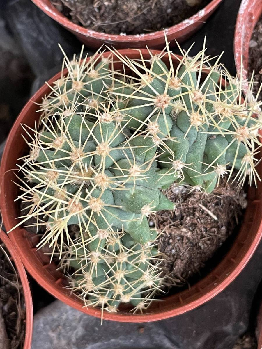 Ferocactus glaucescens 'Cristata Prolifera' | Cactuses \ Ferocactus ...