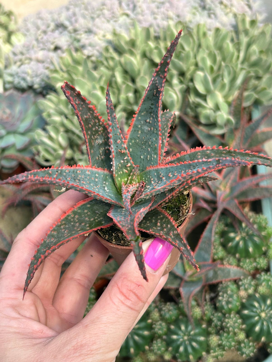 Aloe 'Dannyz' | Succulents \ Aloe | Kaktusy, sukulenty i inne rośliny - CandyCacti