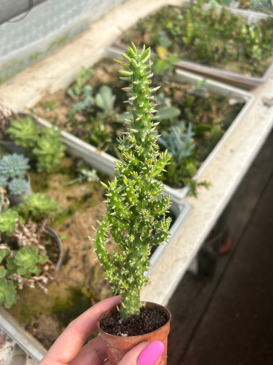 Austrocylindropuntia subulata 'Variegata Marmorata Monstruosa' NEW ...