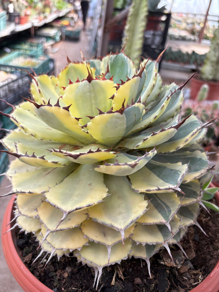 Agave potatorum 'Variegata' | Succulents \ Agave | Kaktusy, sukulenty i ...