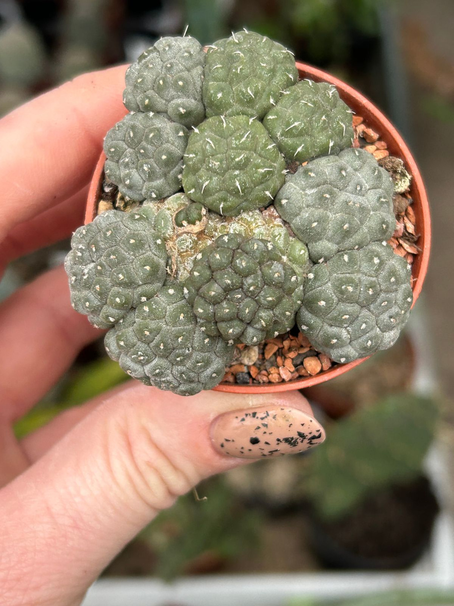 Puna bonnieae | Cactuses \ Puna | Kaktusy, sukulenty i inne rośliny ...