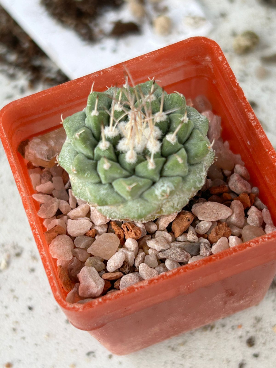 Strombocactus disciformis GCG Pena Blanca | Cactuses \ Strombocactus ...