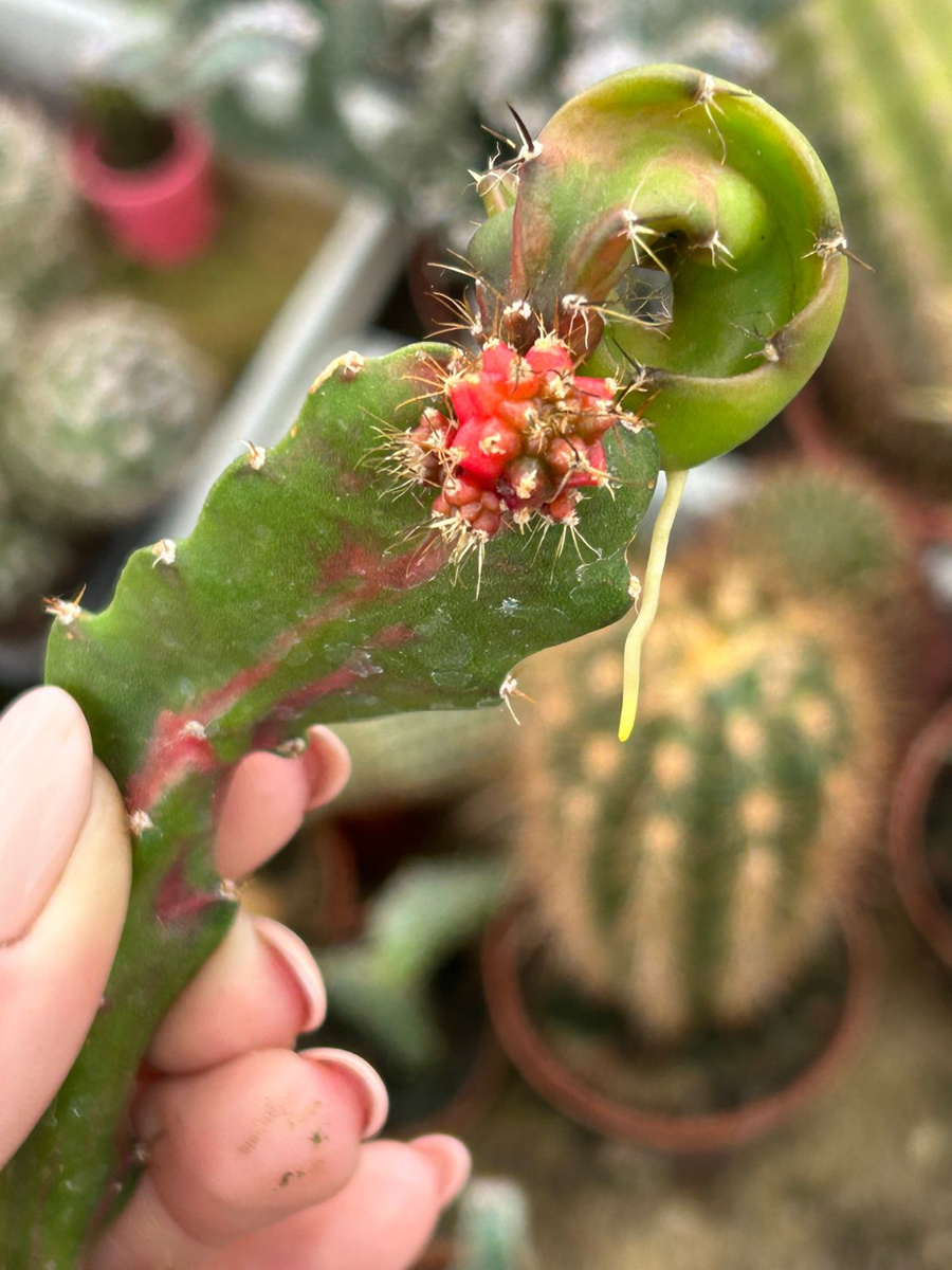 Chimera Hylocalicium 'Variegata' | Cactuses \ Hylocereus Cactuses ...