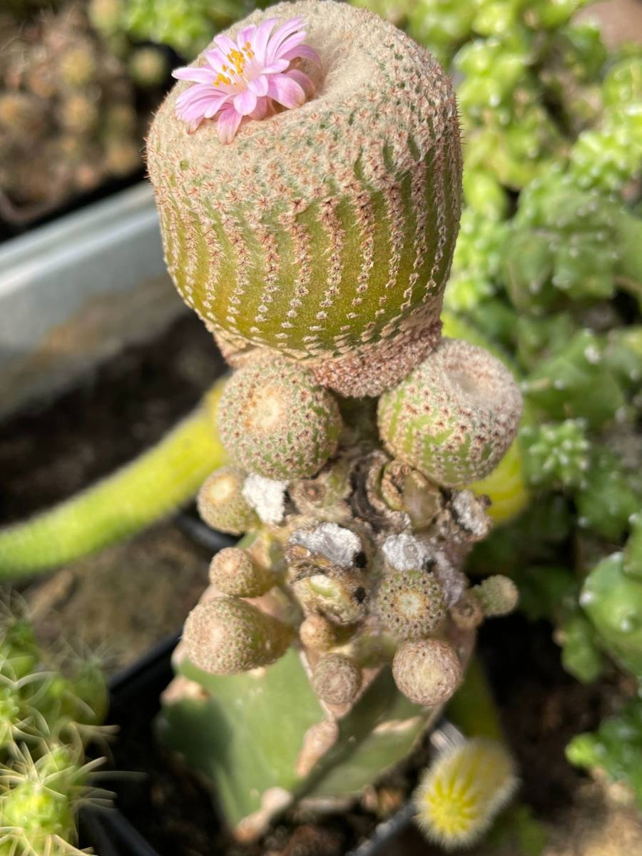 Yavia cryptocarpa | Cactuses \ Yavia | Kaktusy, sukulenty i inne ...