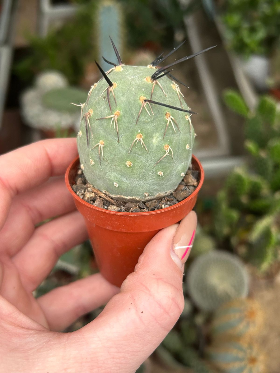 Tephrocactus geometricus | Cactuses \ Tephrocactus | Kaktusy, sukulenty i inne rośliny - CandyCacti