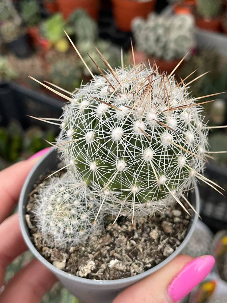 THELOCACTUS CONOT.SUBS AURANTIACUS | Kaktusy \ Thelocactus | Kaktusy ...