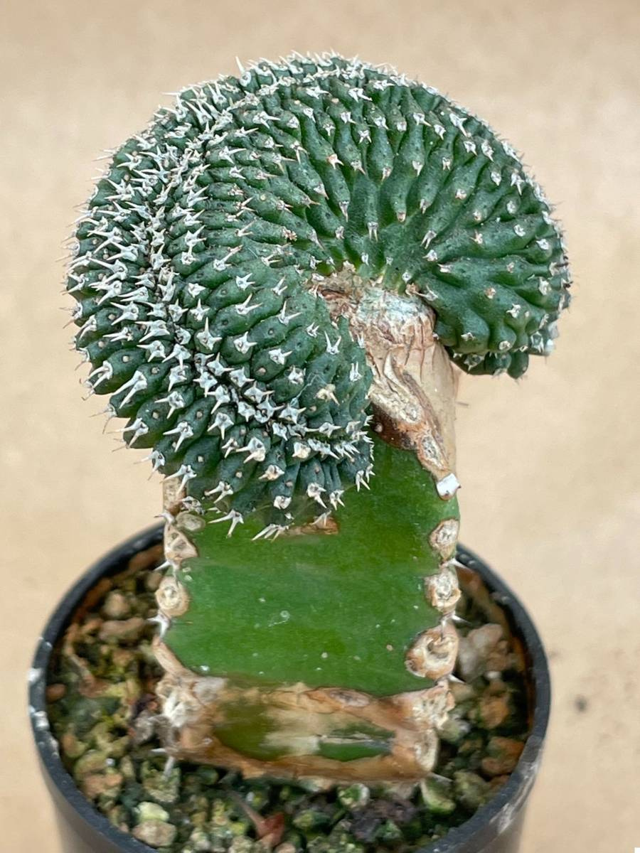 Euphorbia philipsioides 'Cristata' | Sukulenty \ Euphorbia | Kaktusy ...