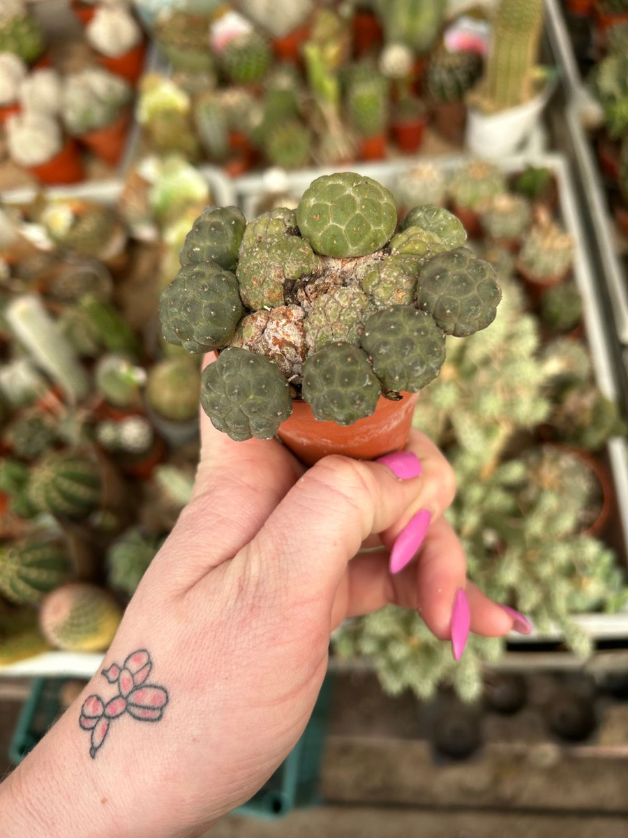 Puna bonnieae MALINA | Cactuses \ Puna | Kaktusy, sukulenty i inne ...