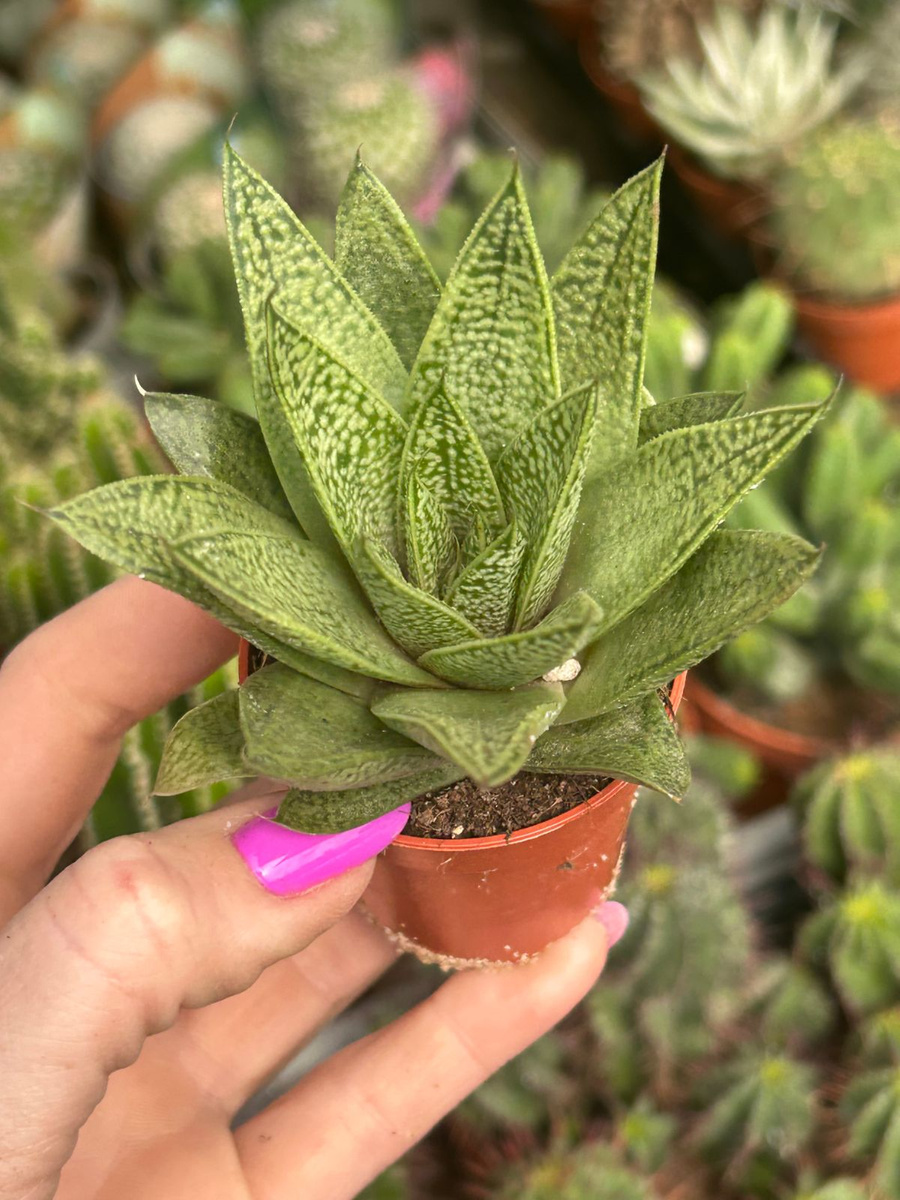 GASTERIA 'SIGMA' | Succulents \ Gasteria | Kaktusy, sukulenty i inne ...