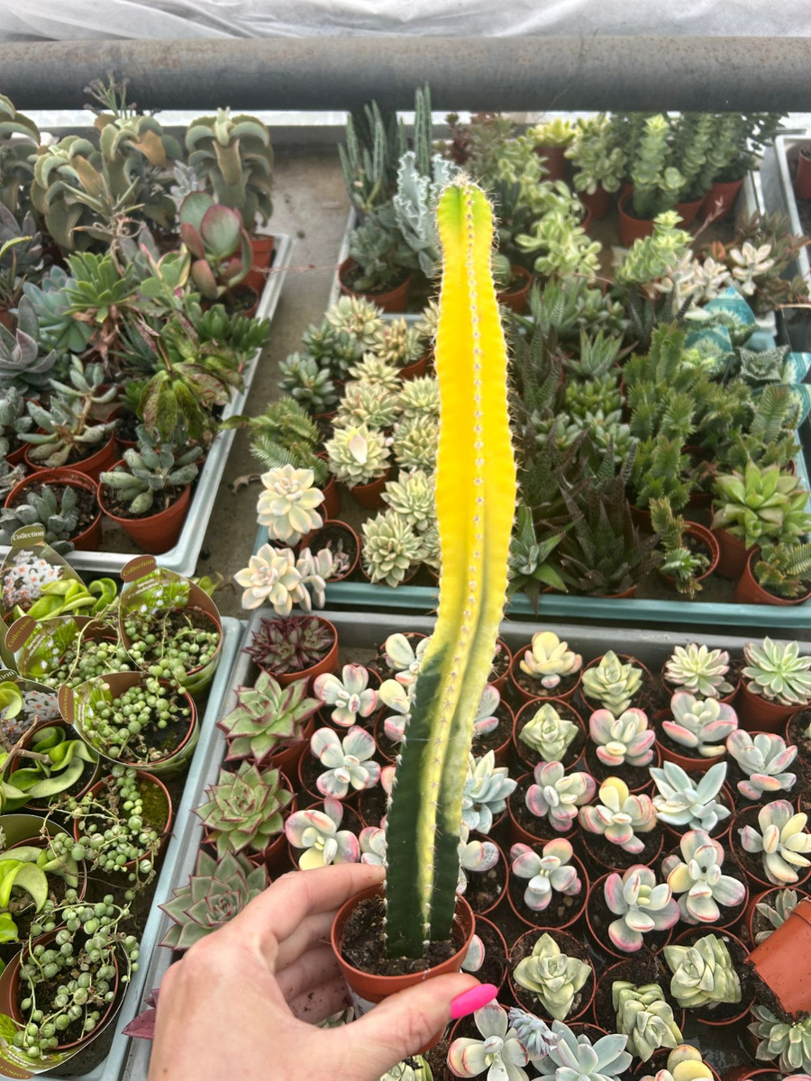 Cereus peruvianus 'Variegata' | Cactuses \ Cereus | Kaktusy, sukulenty ...