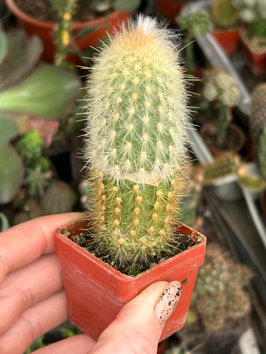 Micranthocereus polyanthus | Cactuses \ Micranthocereus | Kaktusy ...