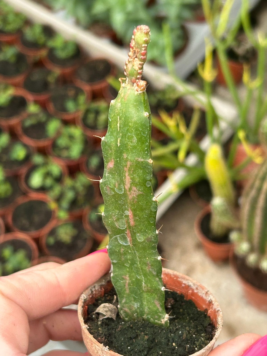 Chimera Hylocalicium 'Variegata' | Mutanty \ Chimera | Kaktusy ...