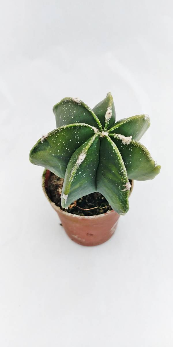 Astrophytum myriostigma 'Variegata' | Mutants \ Astrophytum | Kaktusy ...