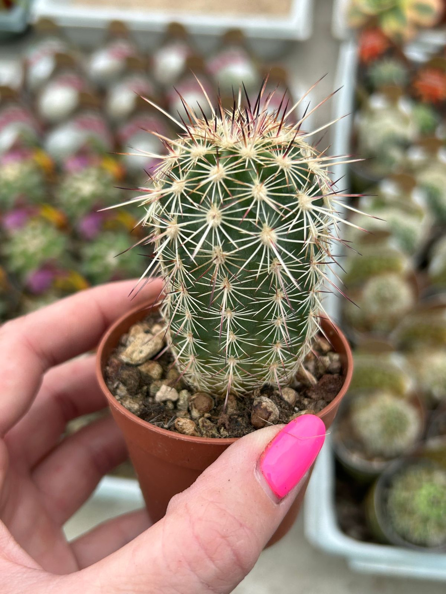 Echinocereus chloranthus | Kaktusy \ Echinocereus Mrozoodporne ...