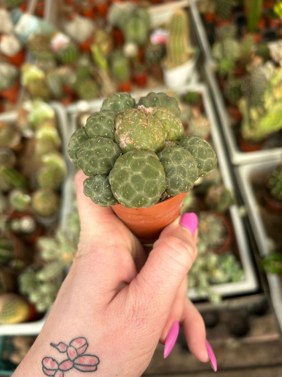 Puna bonnieae MALINA | Cactuses \ Puna | Kaktusy, sukulenty i inne ...