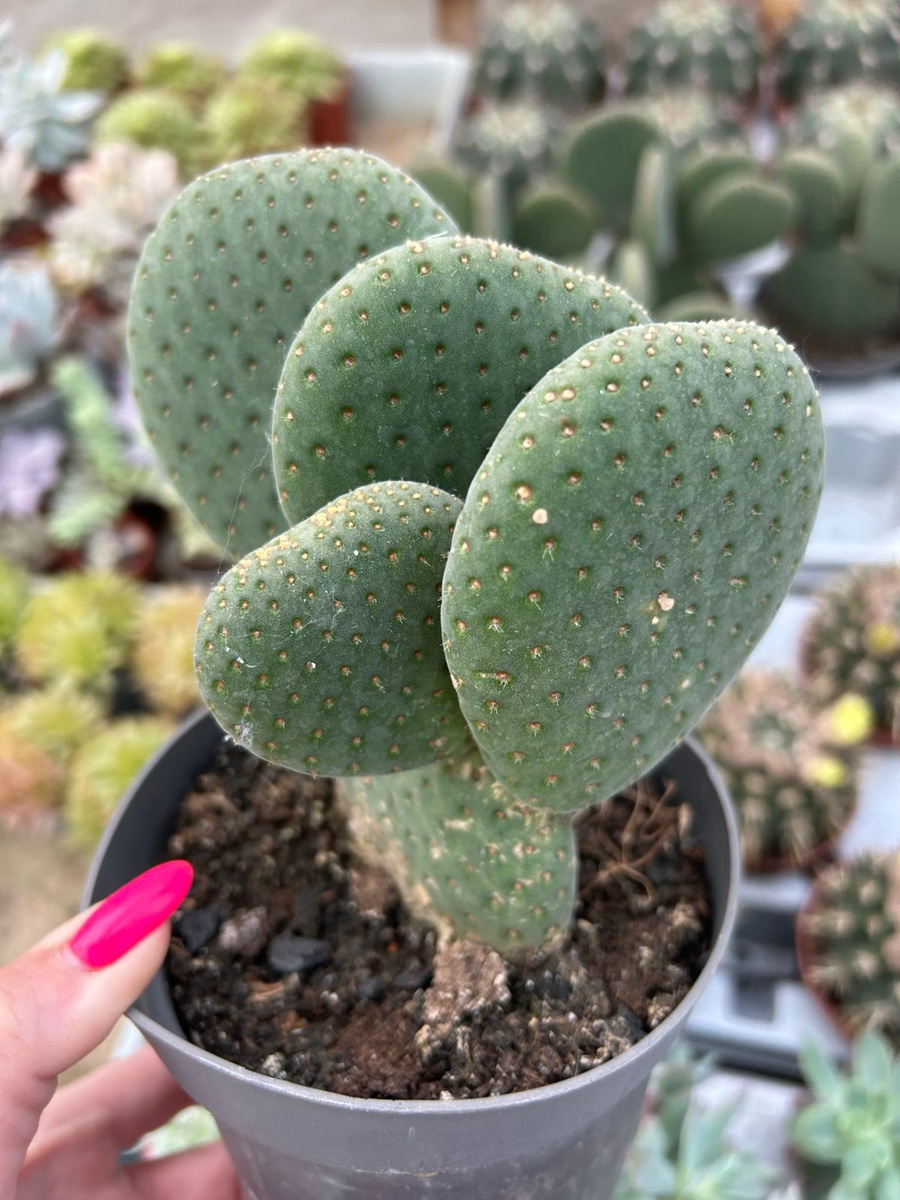 Opuntia microdasys 'Inermis' | Cactuses \ Opuntia | Kaktusy, sukulenty ...