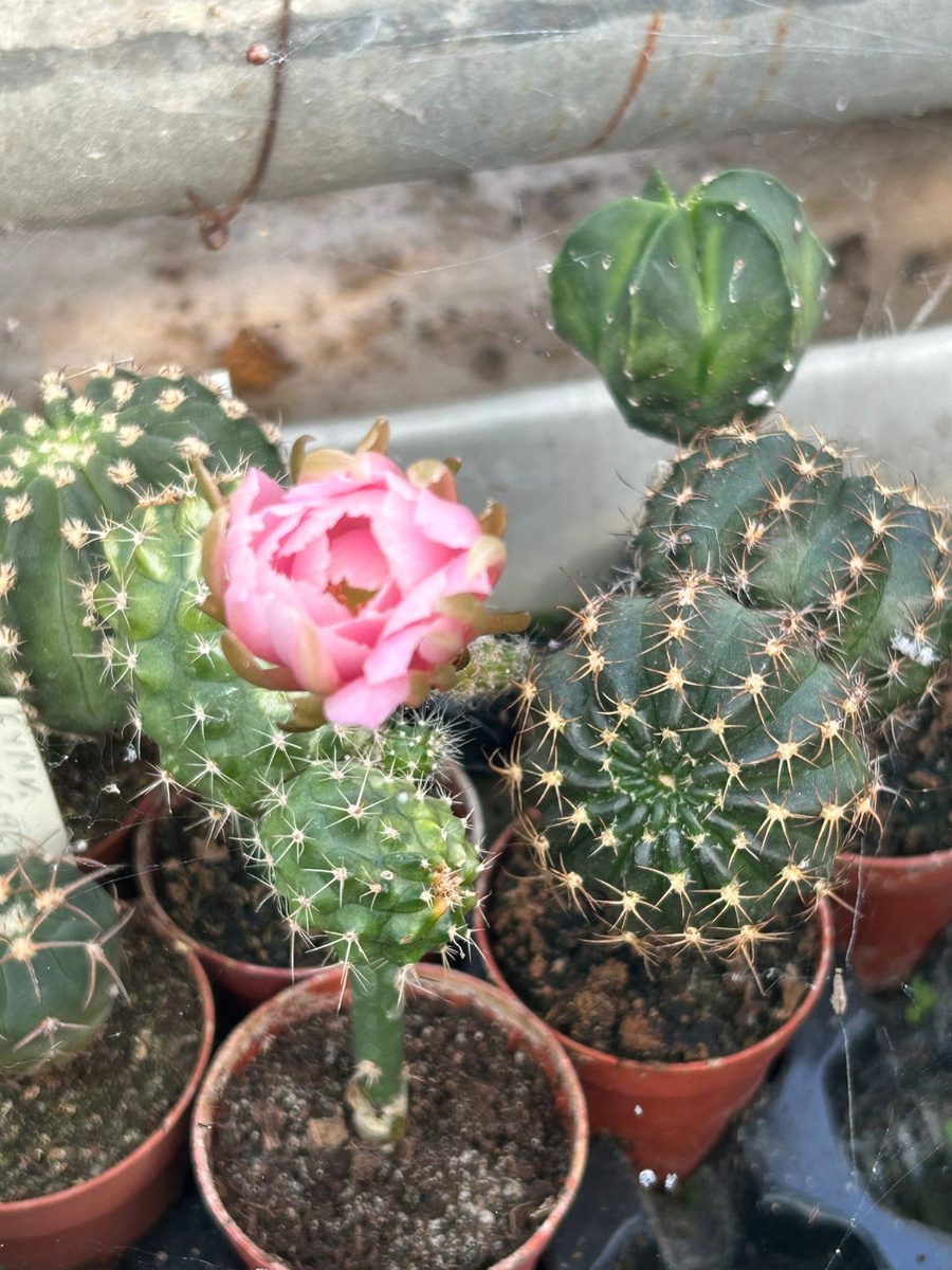 Echinopsis hybrid CHINESE MUTANT colorful flowers | Mutants ...