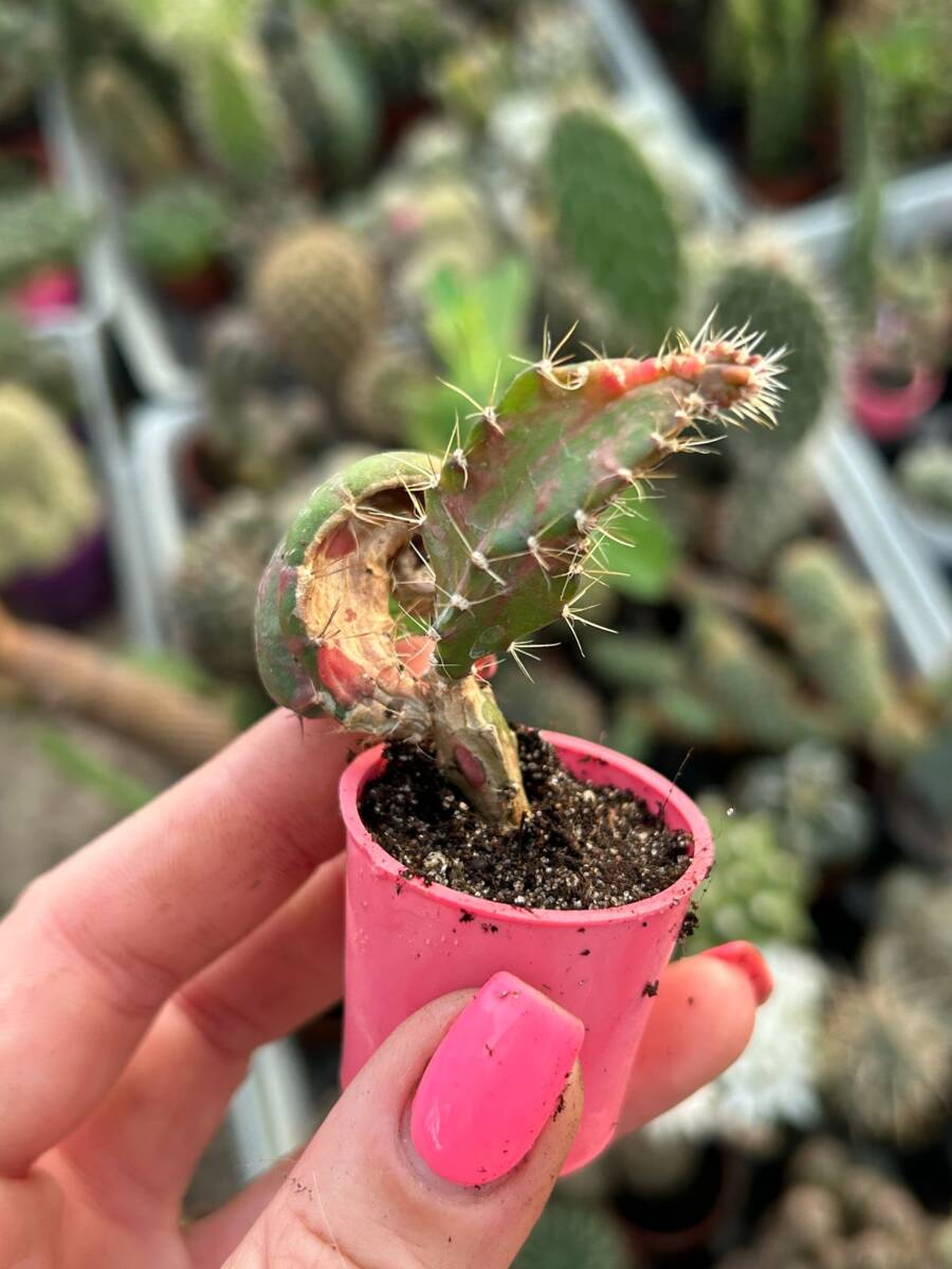 Hylocalycium CHIMERA - Hylocereus + Gymnocalycium 'Variegata' | Mutants ...