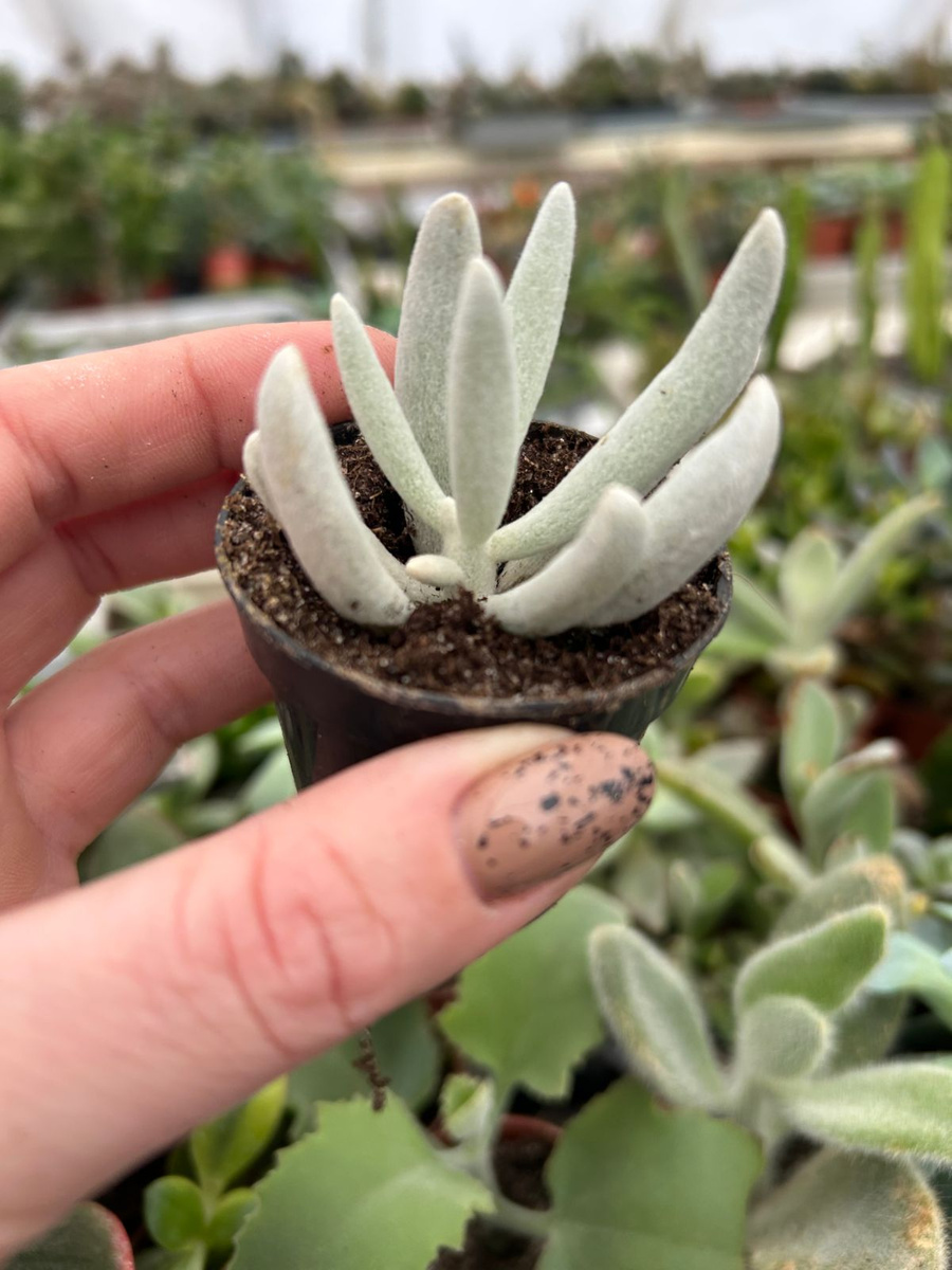 Senecio haworthii | Sukulenty \ Senecio | Kaktusy, sukulenty i inne ...