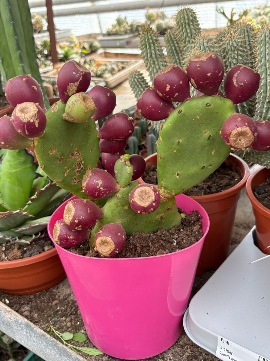 Opuntia azure | Cactuses \ Opuntia | Kaktusy, sukulenty i inne rośliny ...