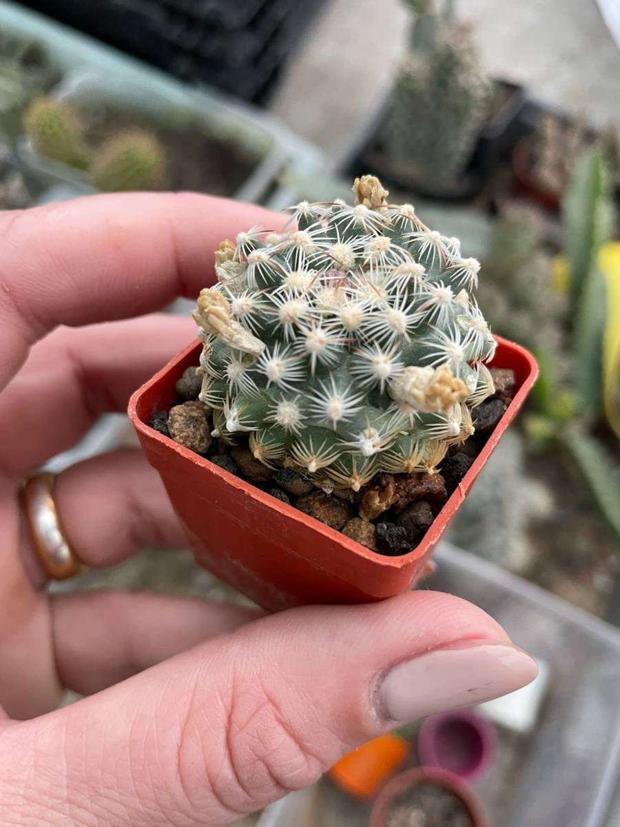 Pediocactus knowltonii | Kaktusy \ Pediocactus | Kaktusy, sukulenty i ...