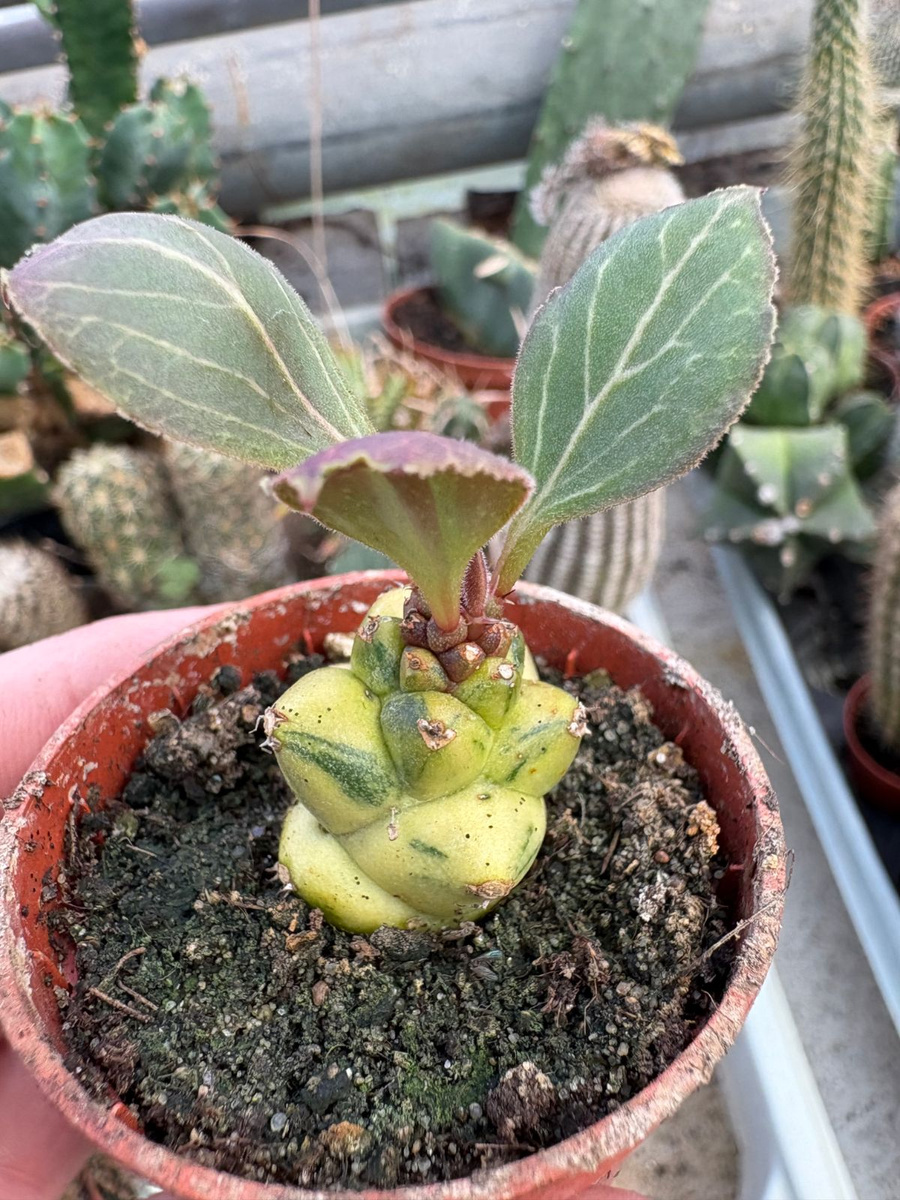 Monadenium ritchiei KAUDEKS 'Variegata' | Succulents \ Monadenium ...