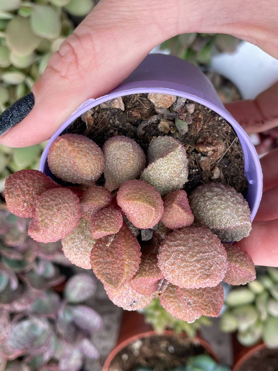 Adromischus Marianae 'Little Spheroid' | Succulents \ Adromischus ...