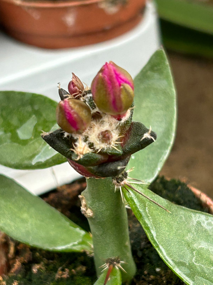 Ariocarpus agavoides | Kaktusy \ Ariocarpus | Kaktusy, sukulenty i inne ...