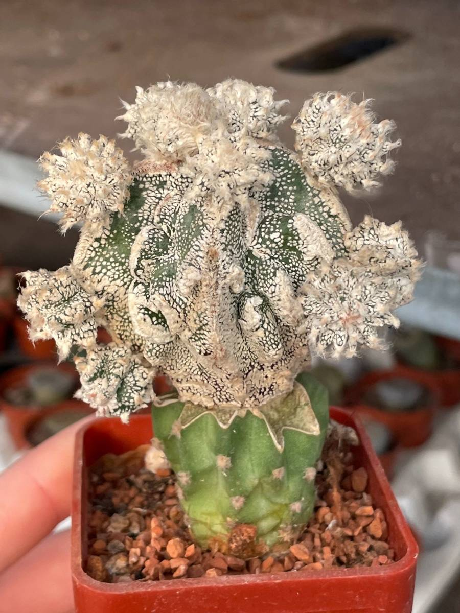 Astrophytum myriostigma 'Seminuda Onzuka Fukuryu Kikko' | Cactuses ...