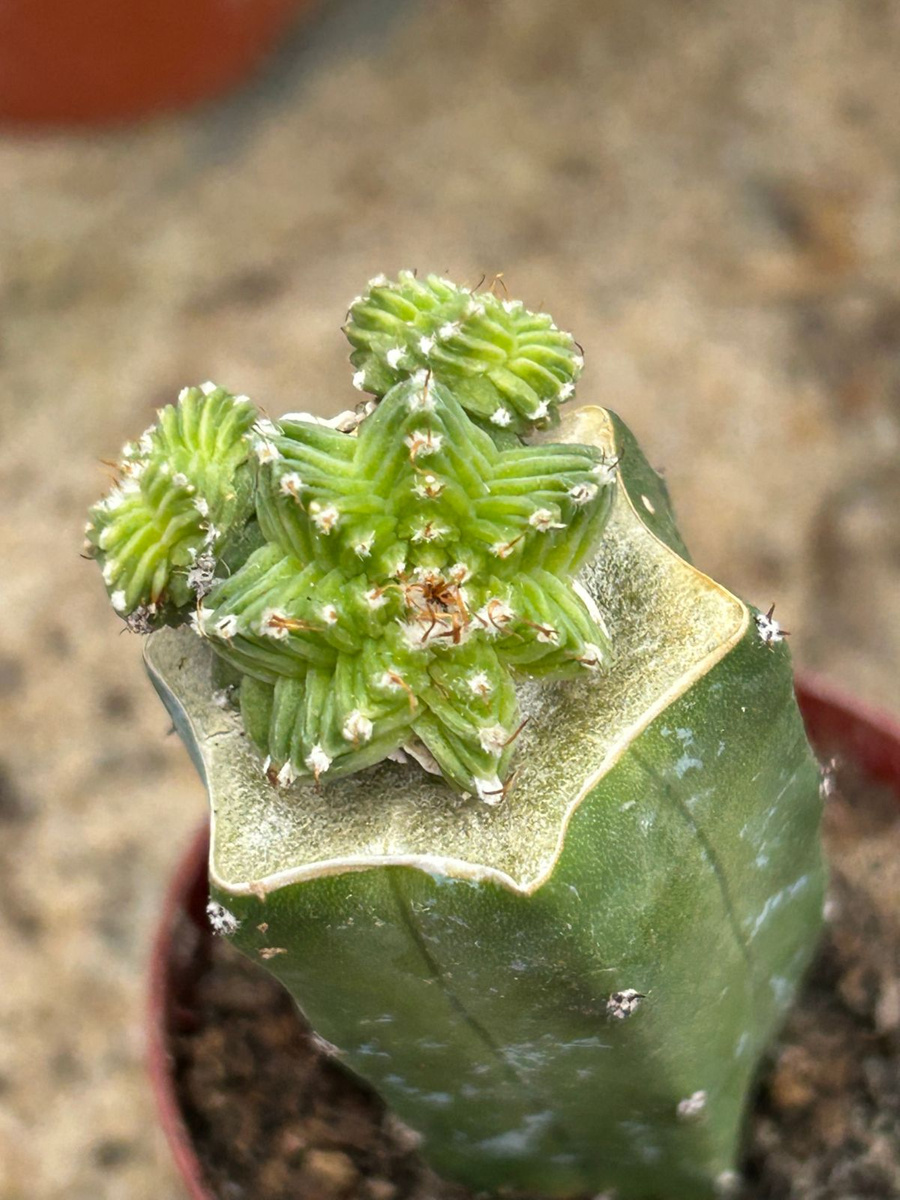 Aztekium valdezii | Cactuses \ Aztekium | Kaktusy, sukulenty i inne ...