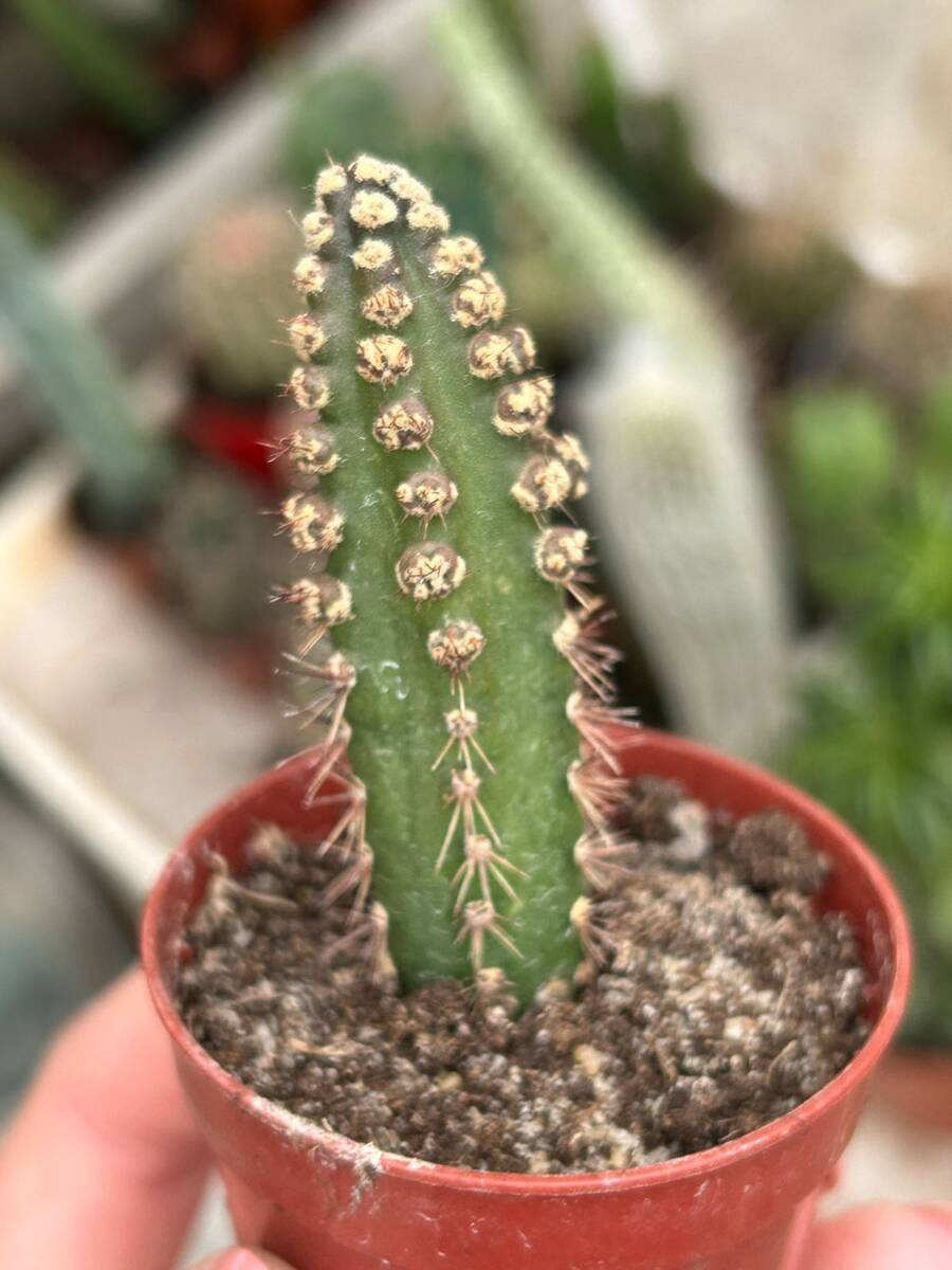 Eriocereus jusbertii 'Monstruosa' | Cactuses \ Eriocereus | Kaktusy ...