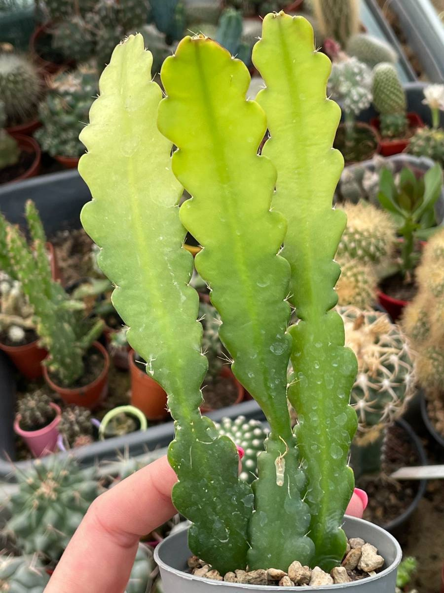 Selenicereus anthonyanus | Cactuses \ Selenicereus | Kaktusy, sukulenty ...