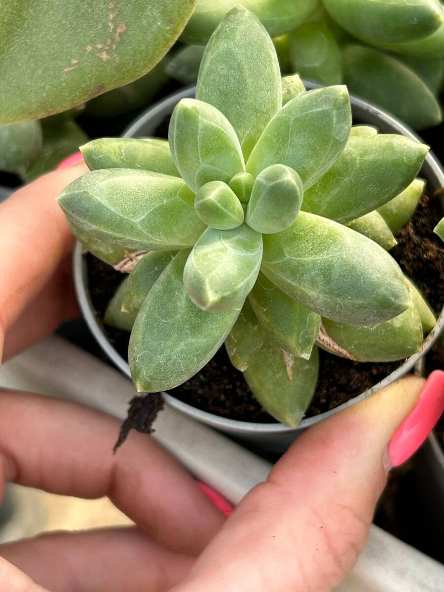 Pachyphytum compactum | Succulents \ Pachyphytum | Kaktusy, sukulenty i ...