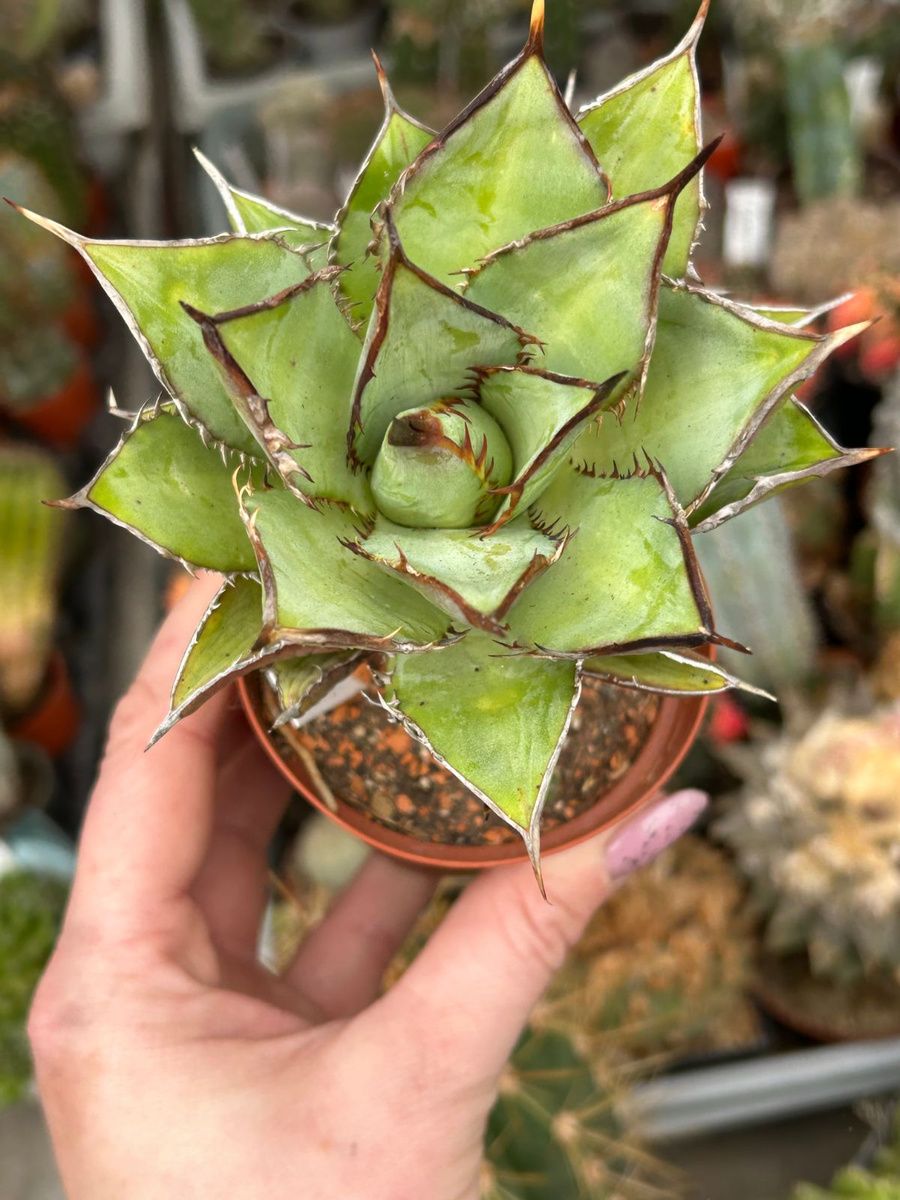 Agave titanota 'Compacta' | Succulents \ Agave | Kaktusy, sukulenty i ...