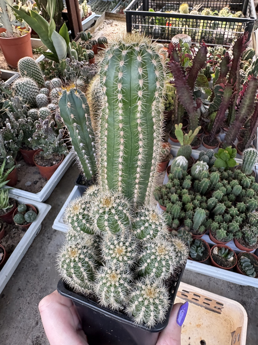 Trichocereus multiproliferum | Cactuses \ Trichocereus | Kaktusy ...