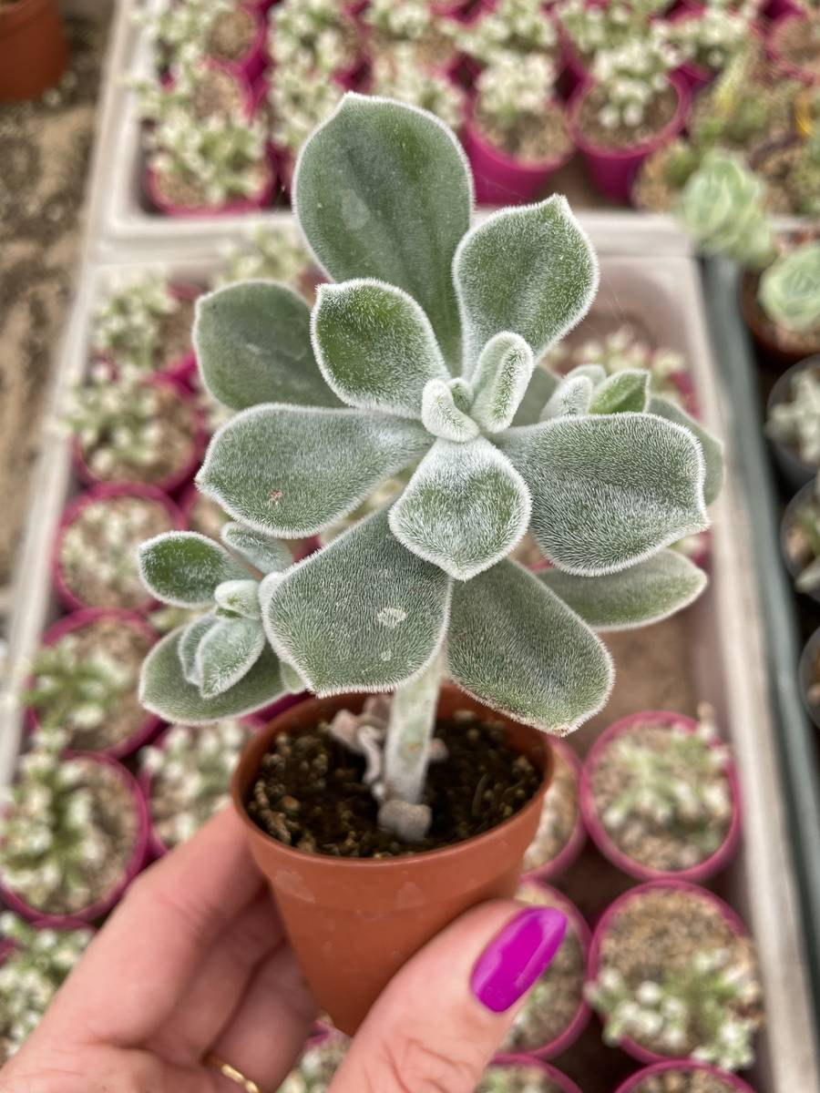 Echeveria setosa | Succulents \ Echeveria | Kaktusy, sukulenty i inne ...