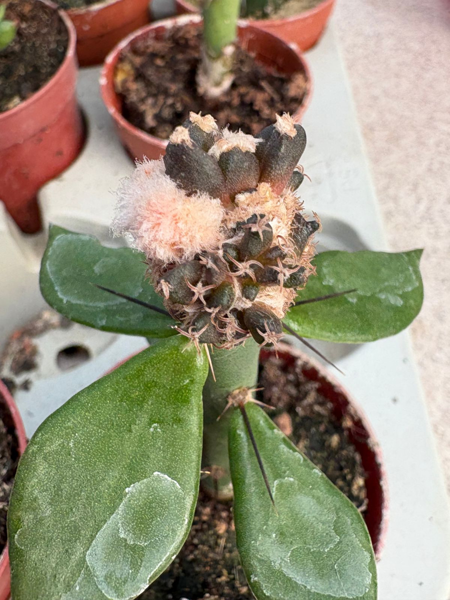 Ariocarpus scapharostroides 'Monstruosa' | Cactuses \ Ariocarpus ...