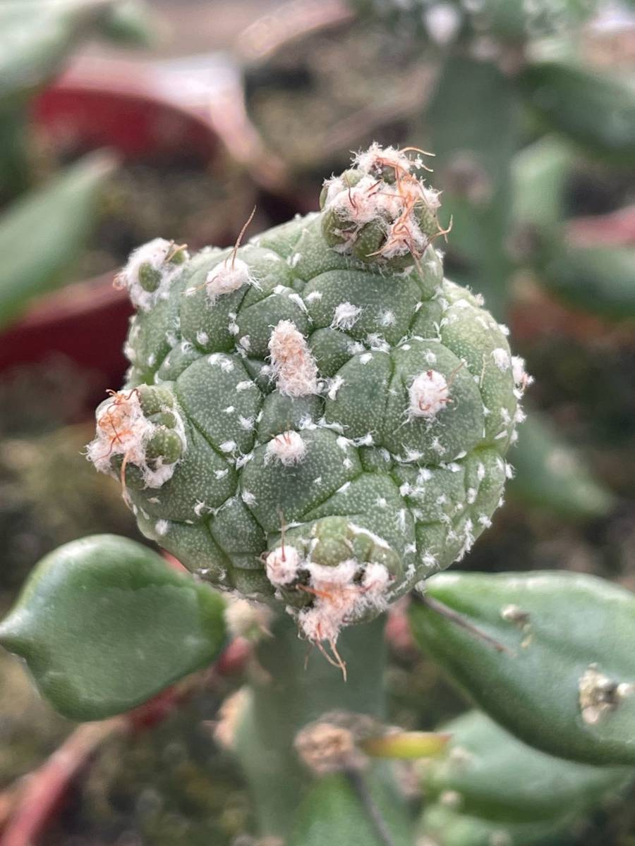 Astrophytum asterias 'Muscle' | Cactuses \ Astrophytum | Kaktusy ...